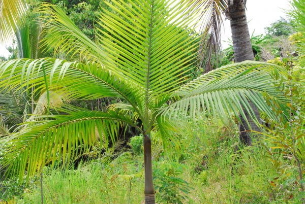 Pépinière Traditionnelle Alternative à La Réunion 974 Spécialisée en ...